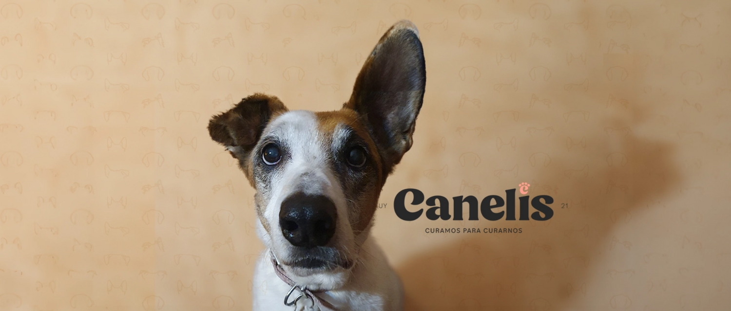 Canelis – Canelis.uy